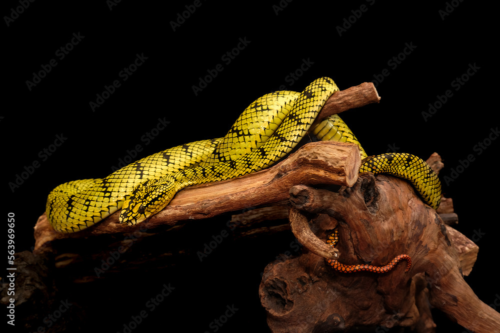 Trimeresurus sumatranus is a venomous pitviper species found in ...