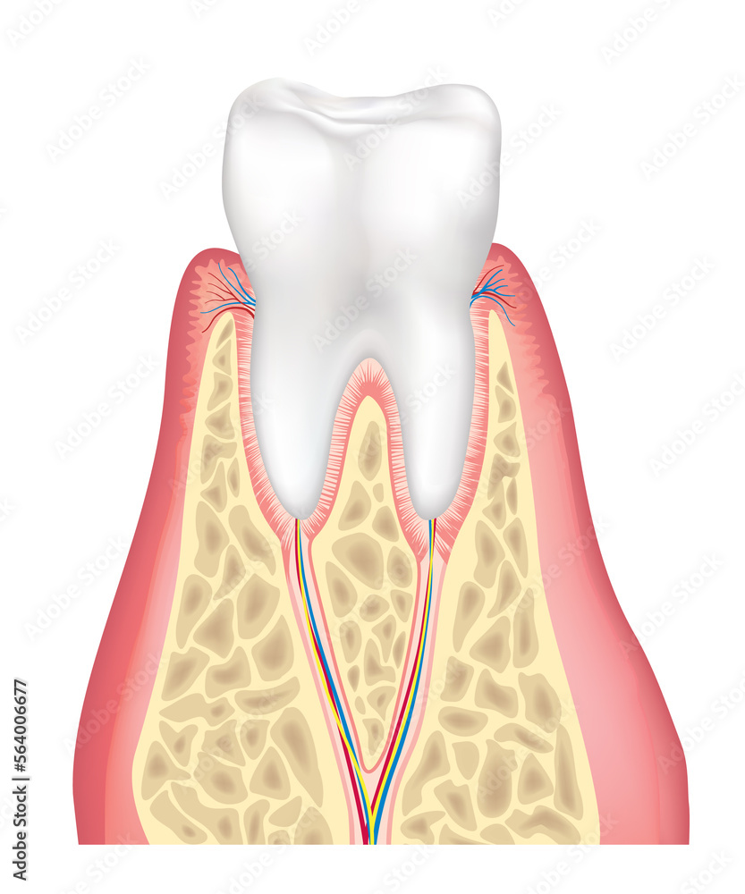 Tooth anatomy. Healthy teeth structure. Dental medical illustration ...