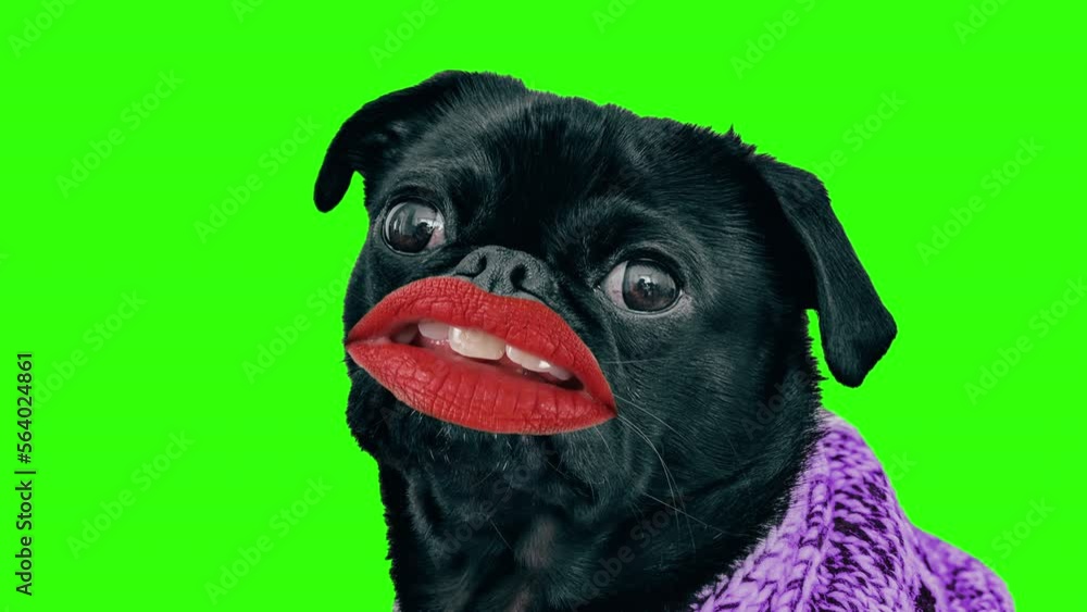 Pug Dog Talking Funny Mouth Lips Green Screen Background. Pug dog with ...