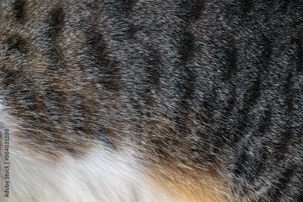 Cat fur texture background. Tabby cat hair texture. Stock Photo | Adobe ...