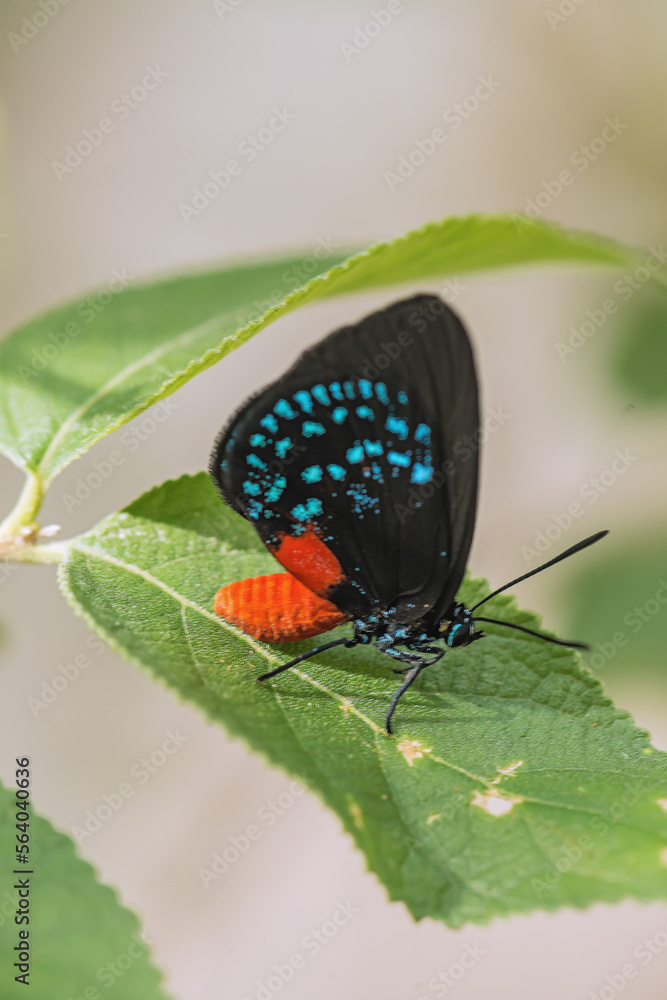The Atala butterfly, Eumaeus atala, is a small colorful butterfly in ...