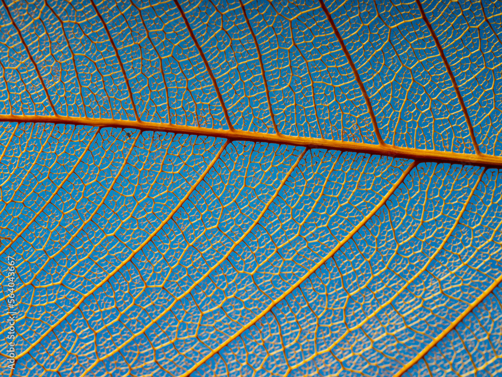 leaf texture, leaf background with veins and cells - macro photography ...