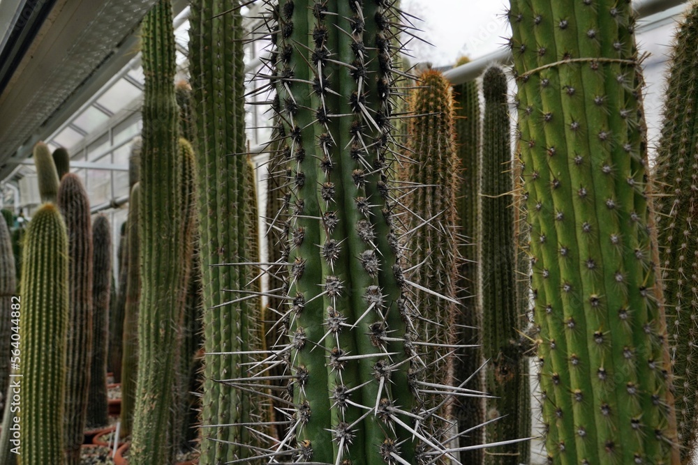 Various species of columnar cacti photographed as background. They have ...
