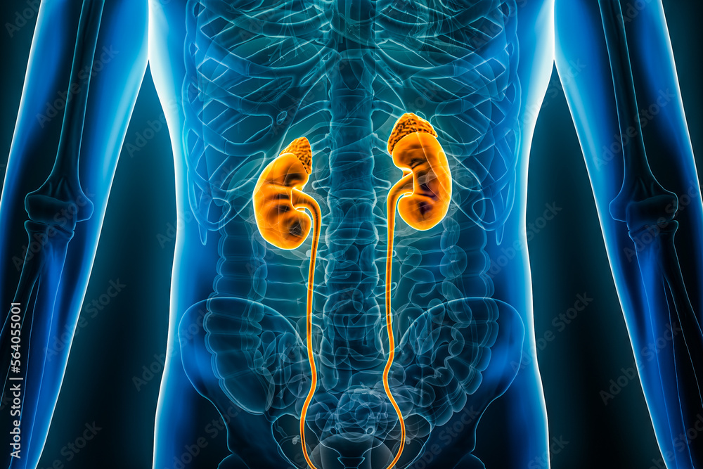 Anterior or front xray view of the kidneys and the ureter 3D rendering ...