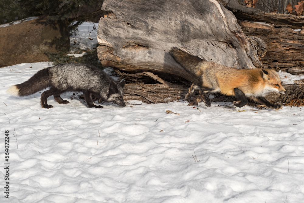 Silver Fox (Vulpes vulpes) Follows After Red at Base of Log Winter ...