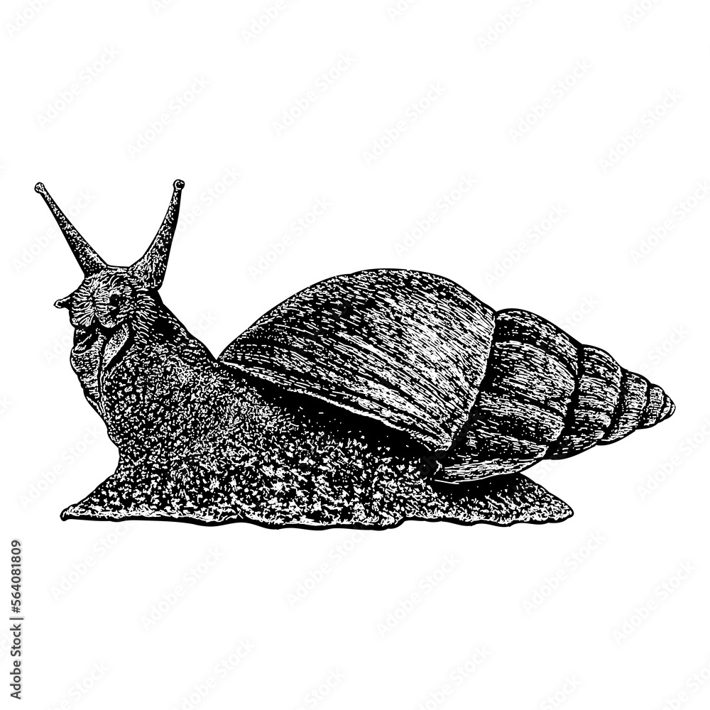 Giant African Land Snail hand drawing. Vector illustration isolated on ...