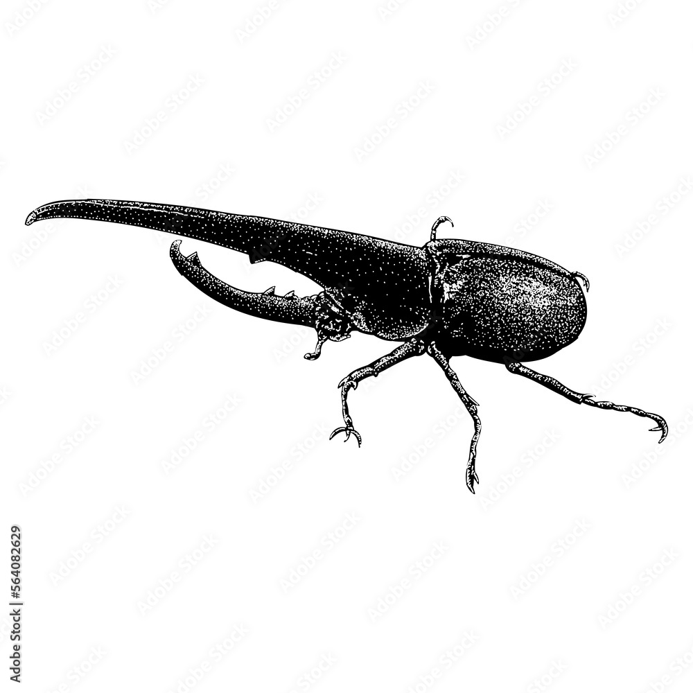 Hercules Beetle hand drawing. Vector illustration isolated on ...