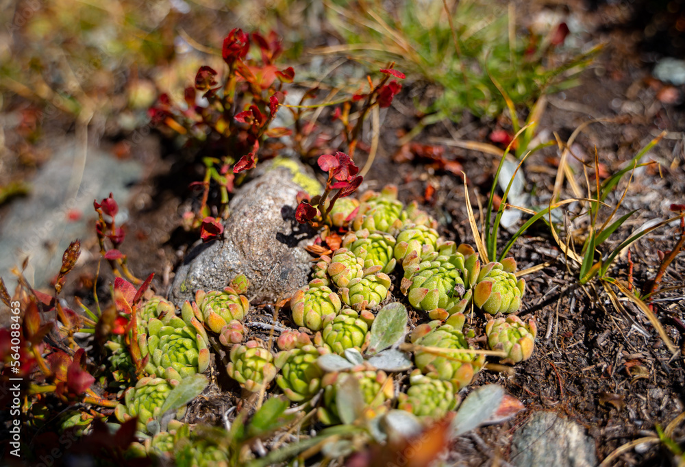 Foto de Sempervivum montanum is a small hardy succulent that produces ...