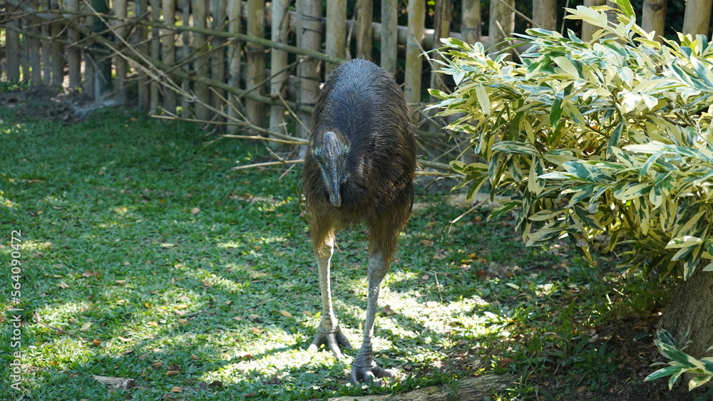 Kasuari Kelambir Ganda or Southern Cassowary, is a big bird from Papua ...