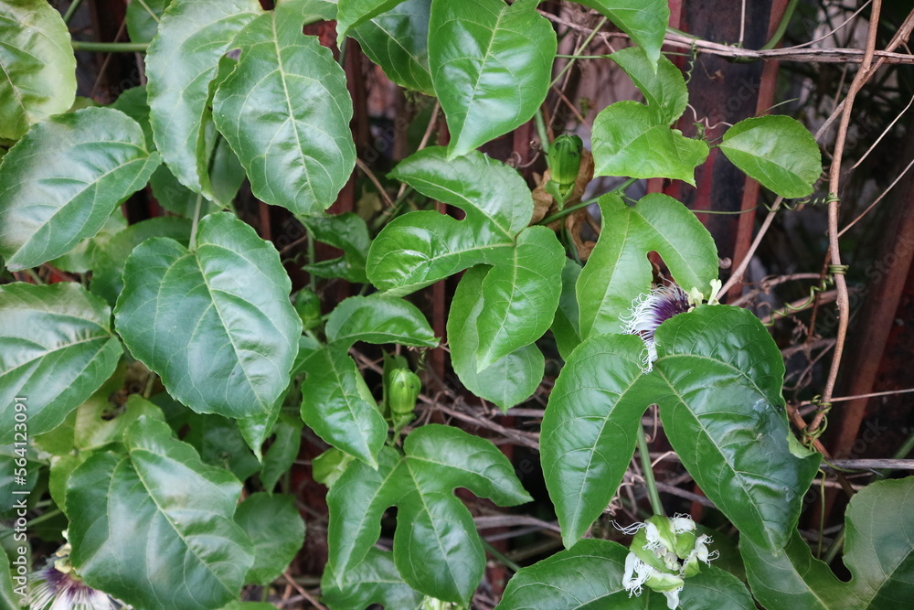 Shrubs of Passion fruit leaves or Leaf of Markisa hanging on the tree ...