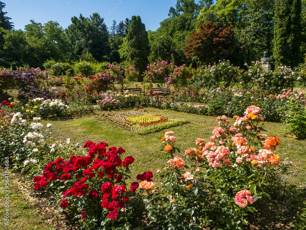 Beautiful Rose Flowers in the Park. Different roses on sidewalk on park ...