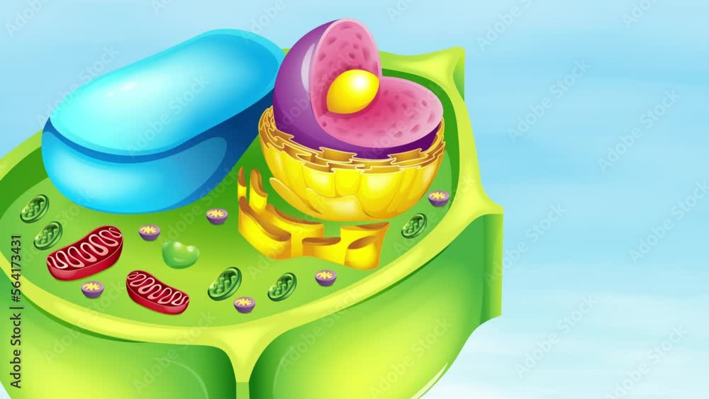 2D animation of animal cell anatomy structure. Stock Video | Adobe Stock