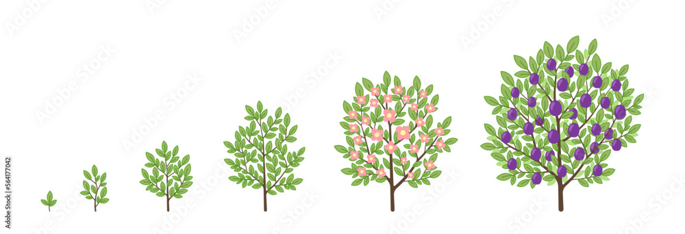Plum tree growth stages. Fruit tree life cycle. Vector infographic ...