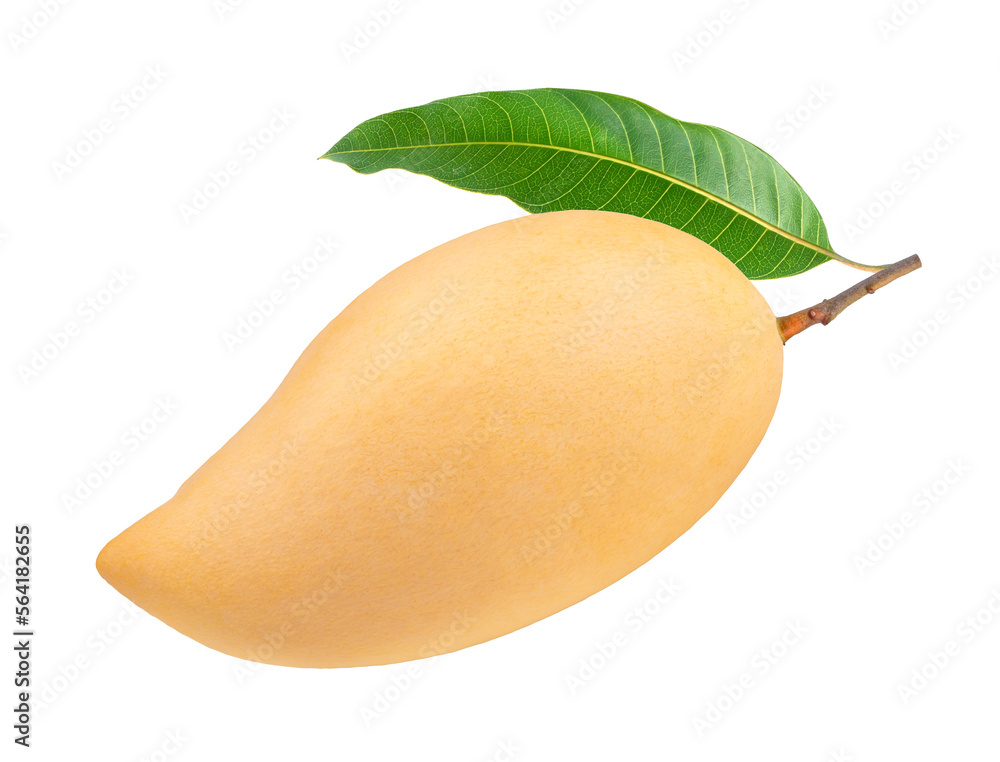 Yellow mango with leaves on white background, Golden mango on the white ...