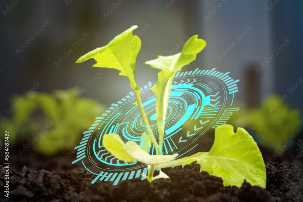 Tech circle innovation of a kale sprout planted in the soil for ...