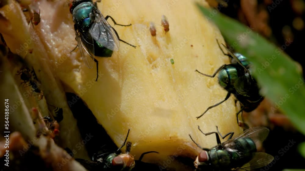 A group of common green bottle fly (Lucilia sericata) and common fruit ...