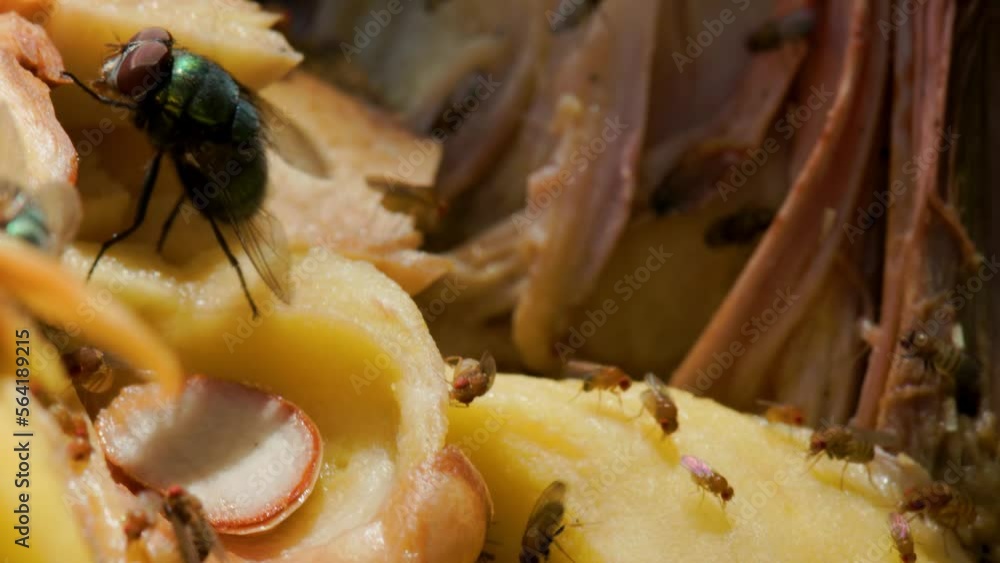 A group of common green bottle fly (Lucilia sericata) and common fruit ...