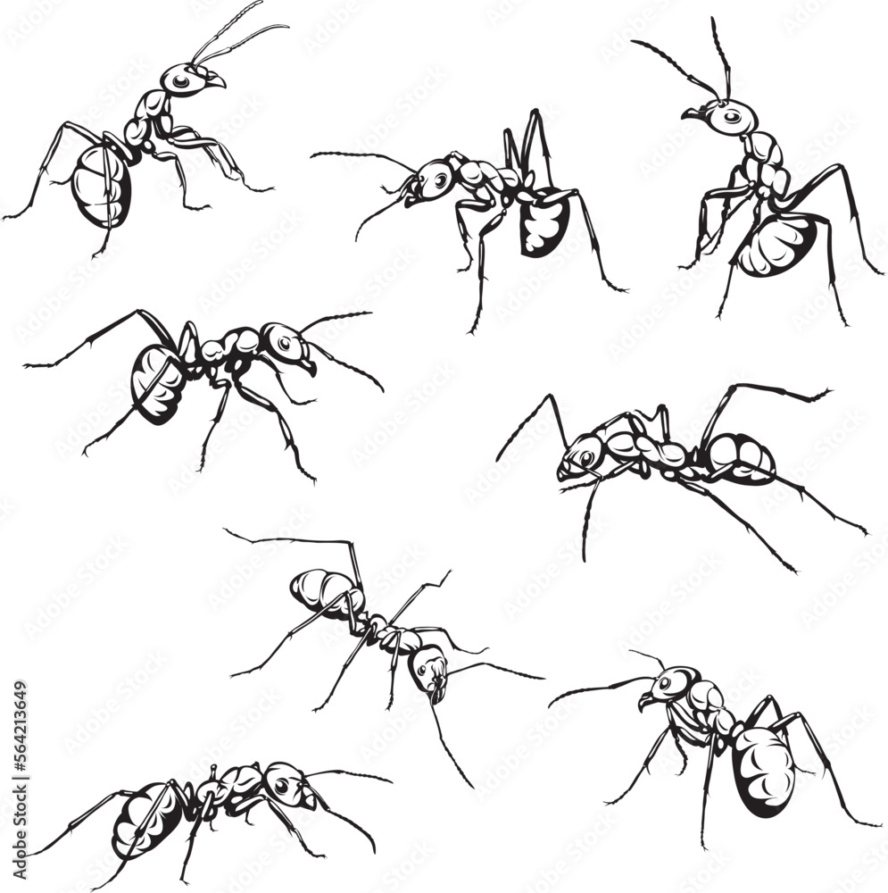 ant, insect, crawling, black, vector, drawing, silhouette, eyes, design ...