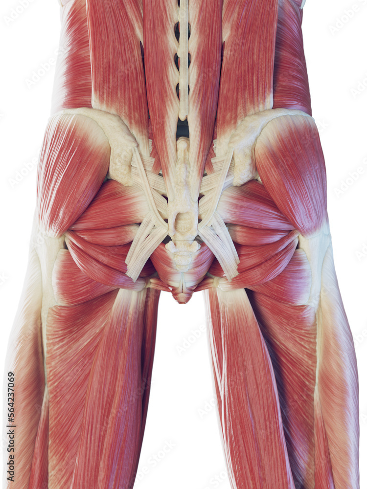 3D Rendered Medical Illustration of the deep muscles of the lower body ...
