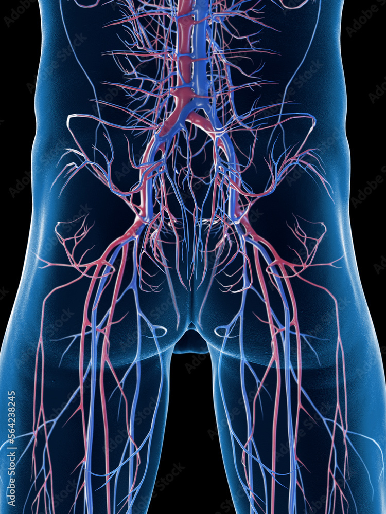 3D Rendered Medical Illustration of a man's vascular system of the ...