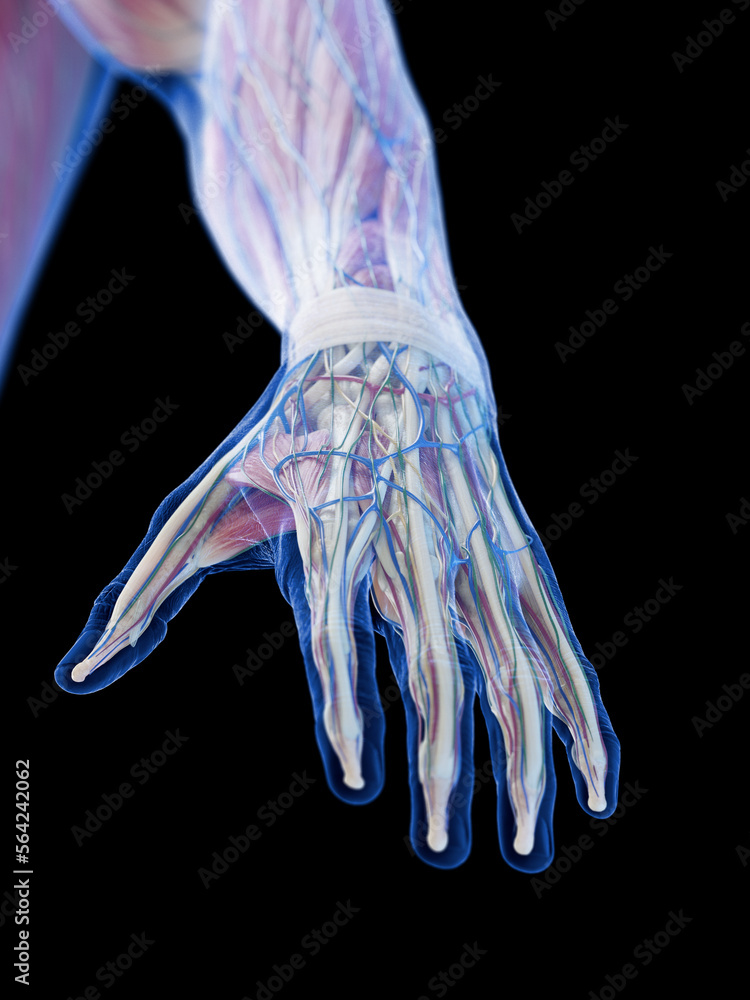 3D Rendered Medical Illustration of the structure of the hand Stock ...