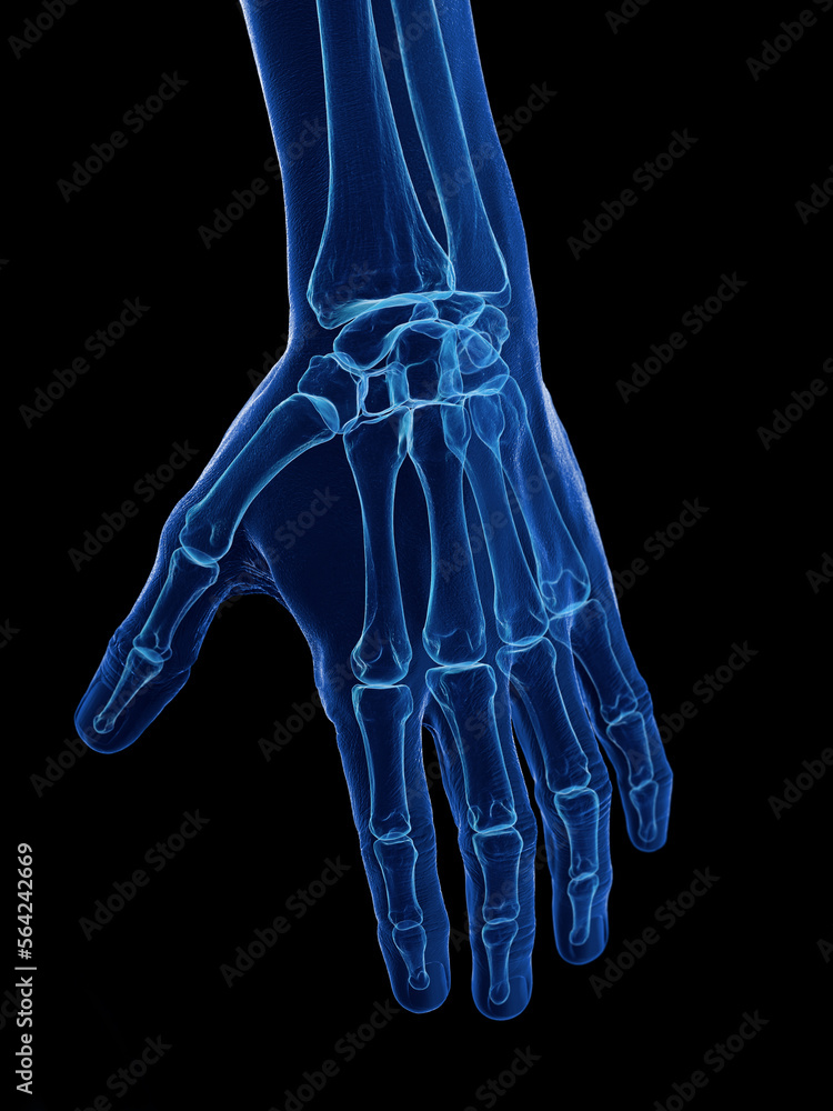 3D Rendered Medical Illustration of the bones of the hand Stock ...
