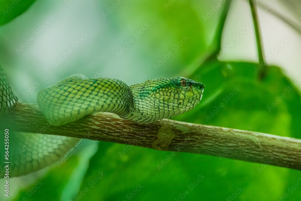 Borneo Keeled Pit Viper (Tropidolaemus subannulatus), one of the most ...