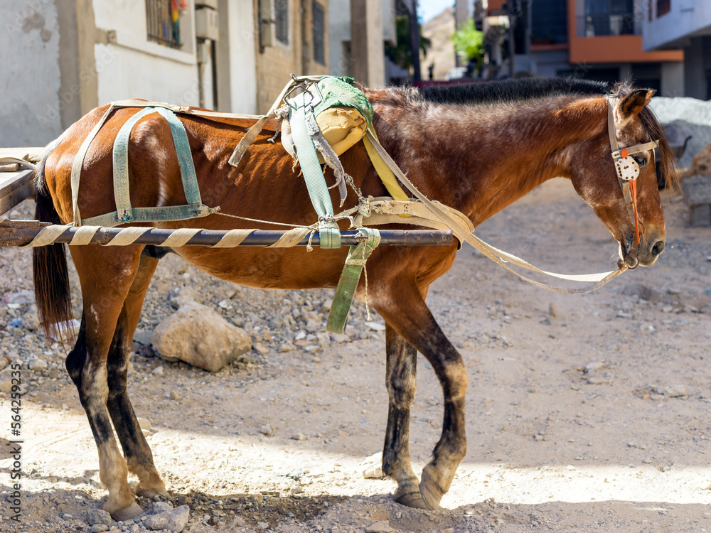Un cheval attelé dans une rue de la ville africaine de Dakar Stock ...