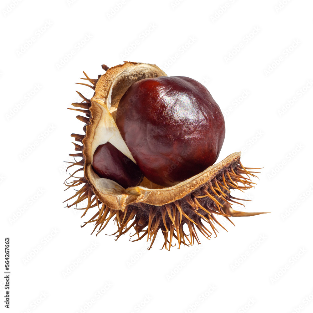 Chestnut Shell