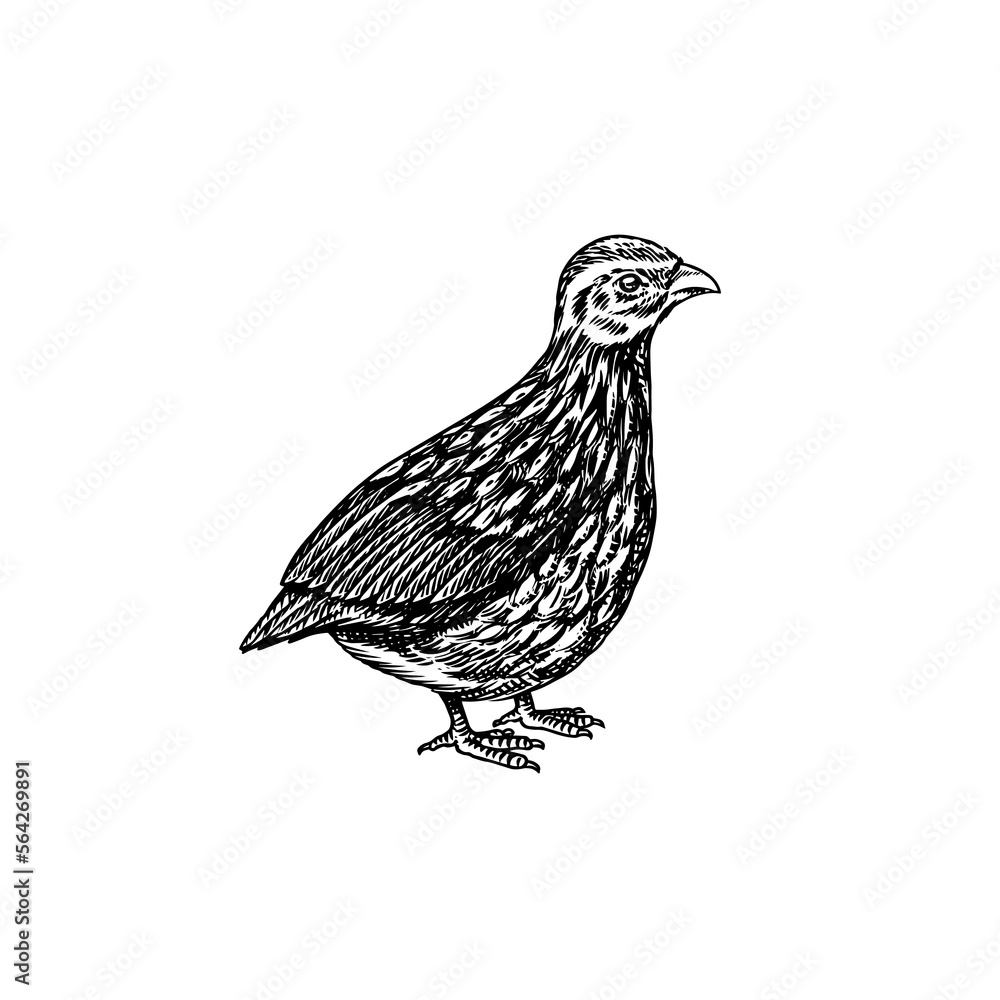 Common quail bird. Hand drawn hen. Engraved Farm animal. Old monochrome ...
