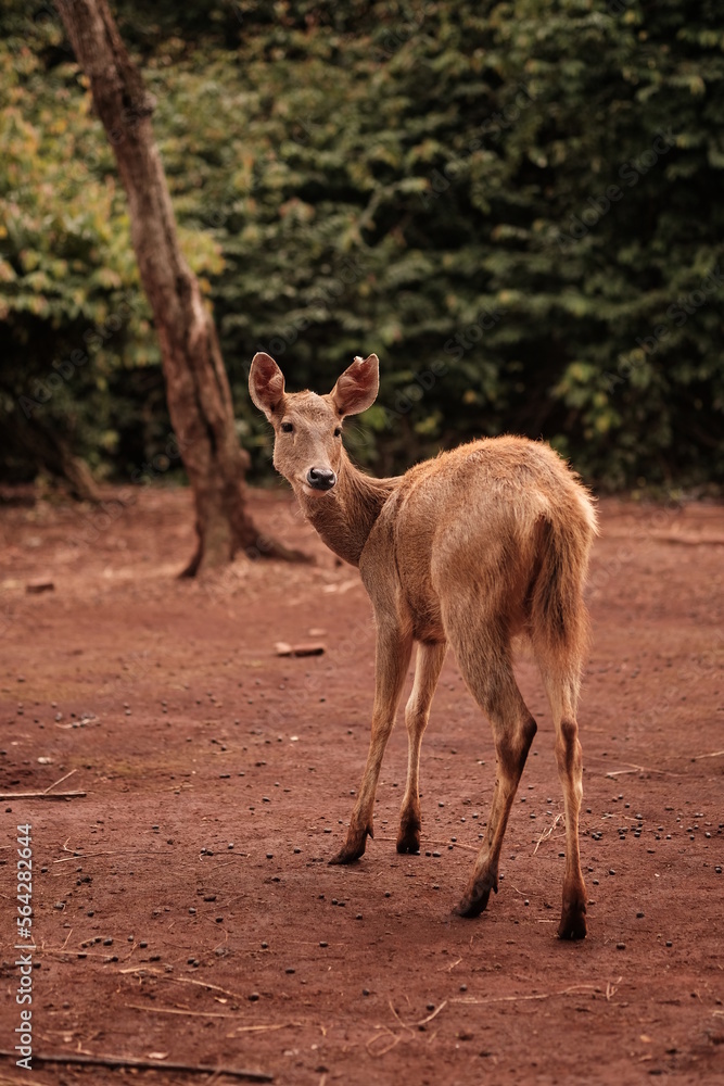 The sambar (Rusa unicolor) is a large deer native to the Indian ...