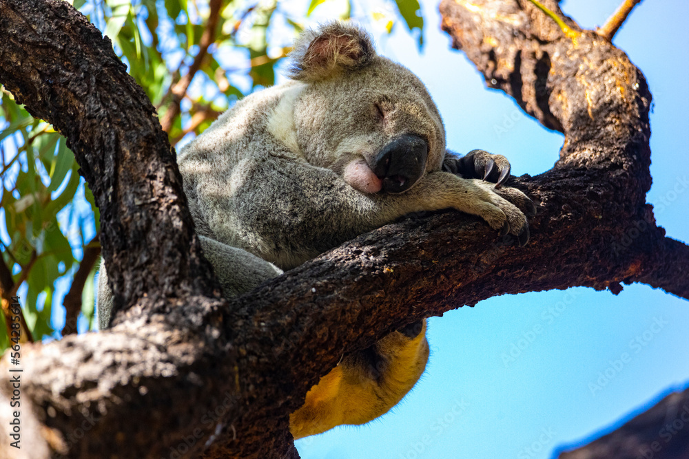 sweet wild koala sleeping on eucalyptus on kangaroo island in south ...