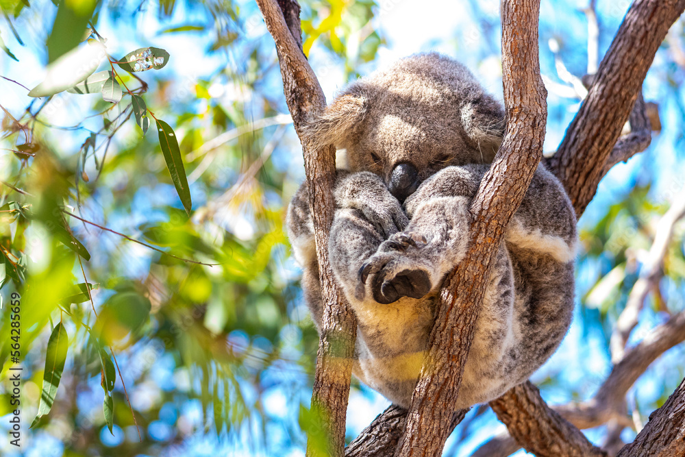 sweet wild koala sleeping on eucalyptus on kangaroo island in south ...