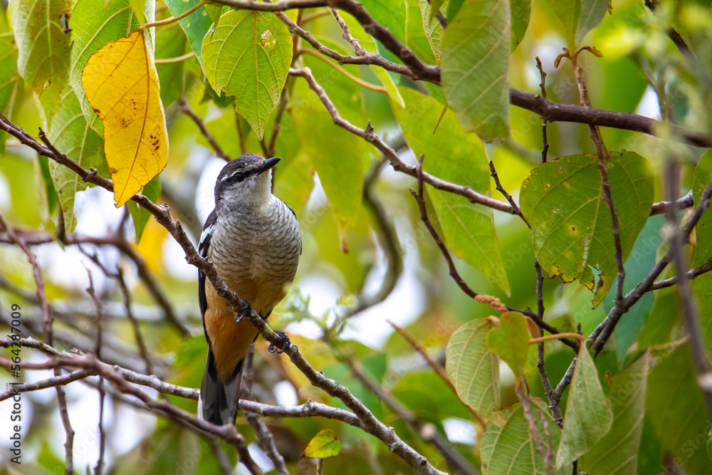Foto de Beautiful varied triller bird sitting on the branch in lovely ...