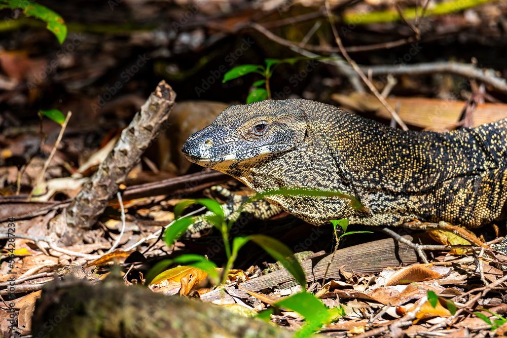 Lace monitor (monitor lizard, goanna) basking in the sun met in the ...