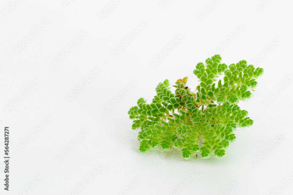 Green Azolla microphylla on white background. Used as an ingredient in ...