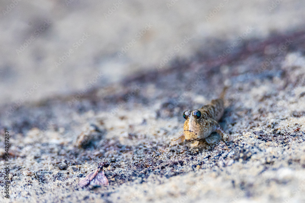 Close-up on a beautiful mudskipper (oxudercinae) in daintree rainforest ...