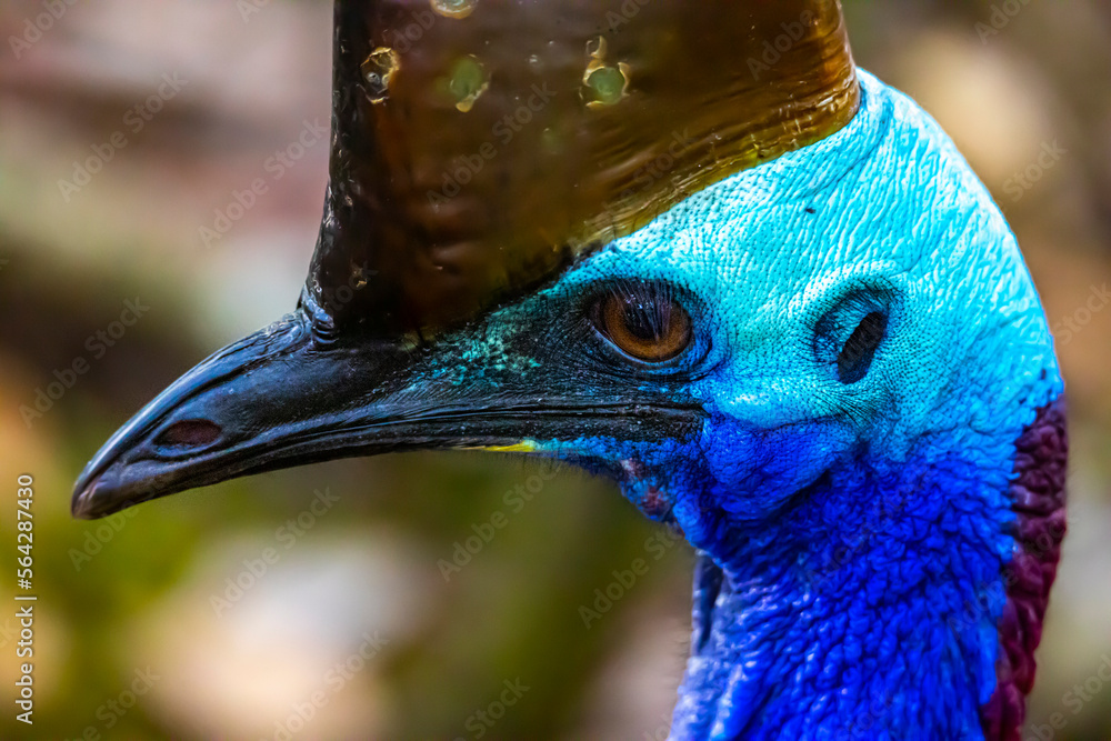 mighty southern cassowary seen up close in daintree rainforest national ...