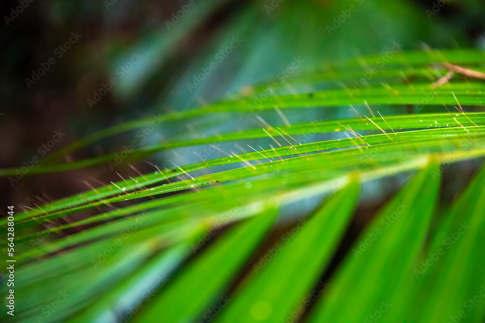 close-up on vegetation, leaves, flowers and trees of a tropical jungle ...