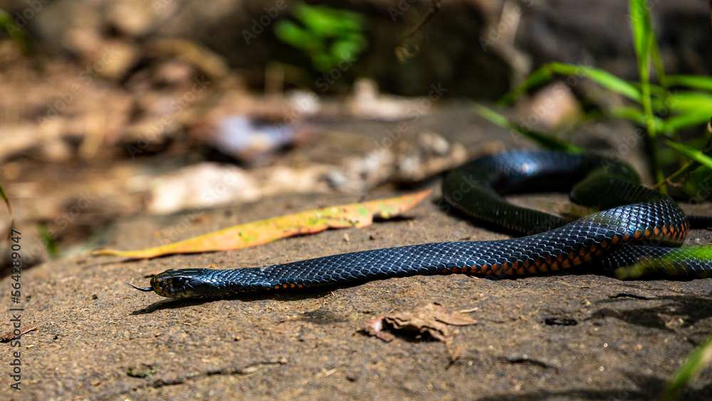 Red-bellied black snake spotted in atherton tablelands near nandroya ...