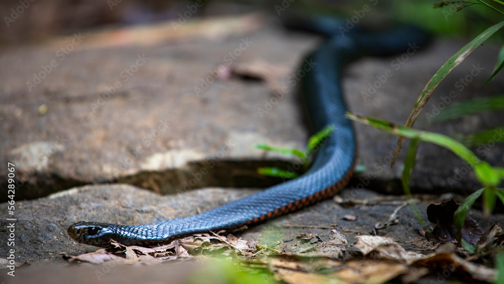Red-bellied black snake spotted in atherton tablelands near nandroya ...
