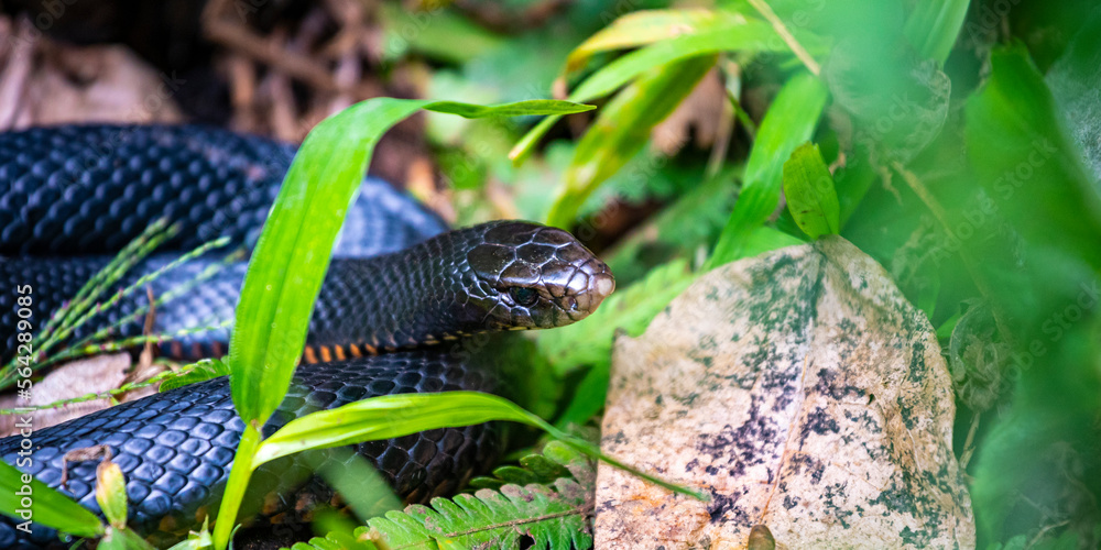 Red-bellied black snake spotted in atherton tablelands near nandroya ...