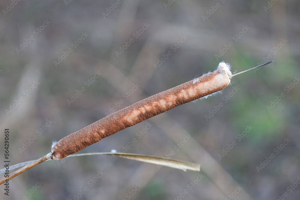 Dry flower of Typha (Typha latifolia) close-up on blurry background ...