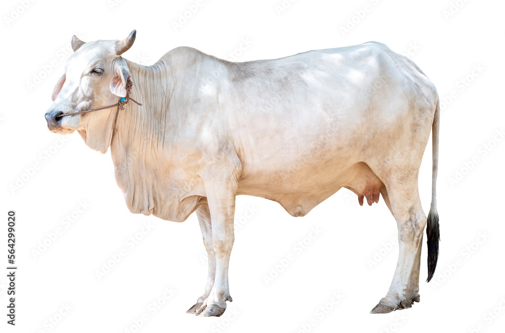 Full Body of White female cow standing isolated on transparent ...