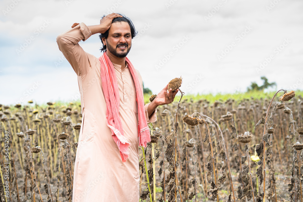 Sad worried farmer crying by looking destroyed sun flower crop at ...