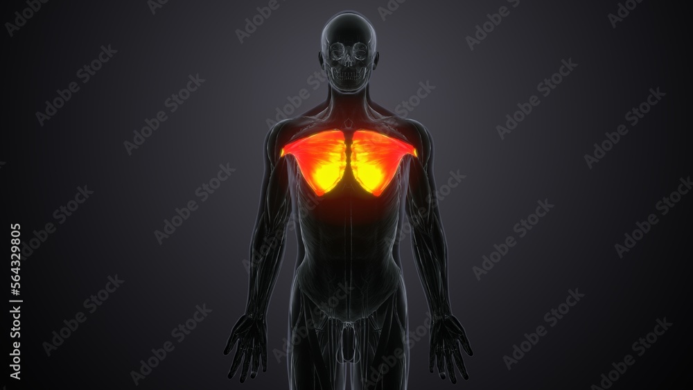 Sternocostal part of pectoralis major Anatomy.3d illustration Stock ...