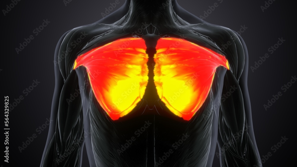 Sternocostal part of pectoralis major Anatomy.3d illustration Stock ...