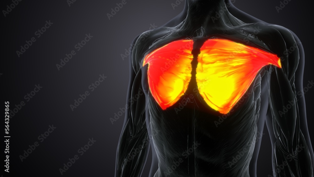Sternocostal part of pectoralis major Anatomy.3d illustration Stock ...