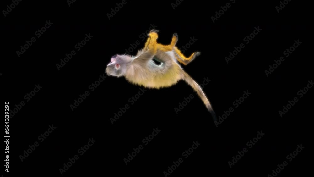 White-headed Capuchin, black monkey, monkeys Dance CG fur 3d rendering ...