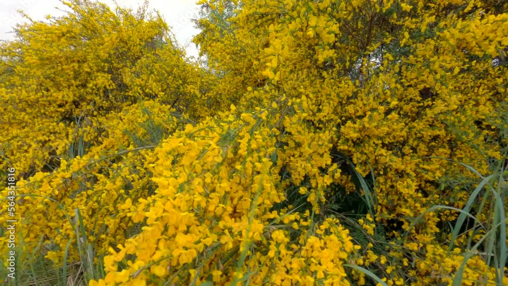 Field of Invasive Scotch Broom Plants 4K UHD. Scotch Broom or Cytisus ...